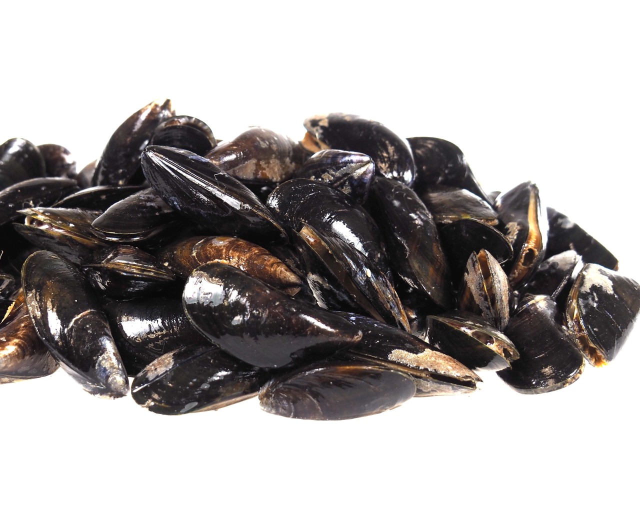 Austern und Muscheln